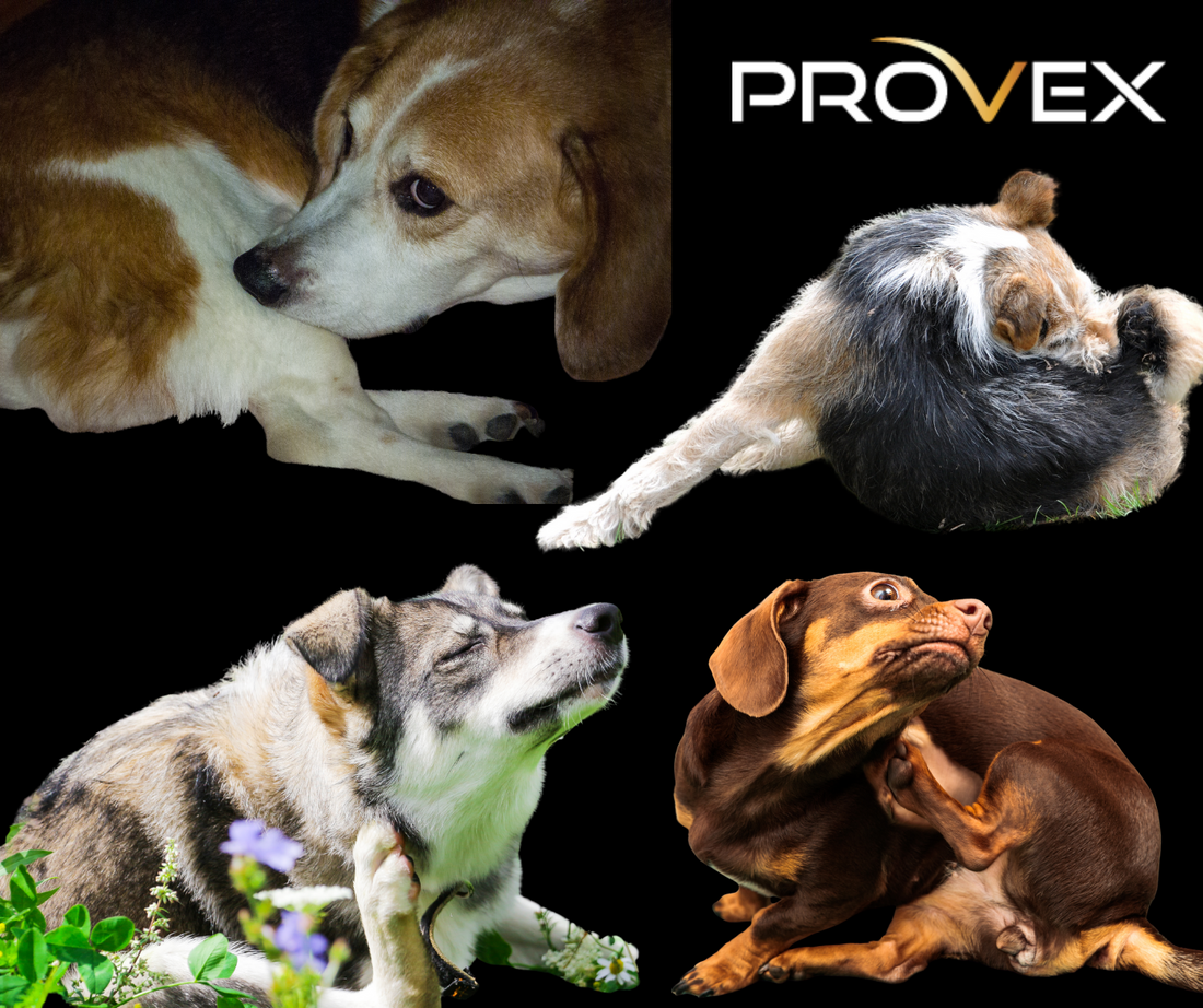 HELP, my pets itching and biting is driving me insane. – Provex Australia